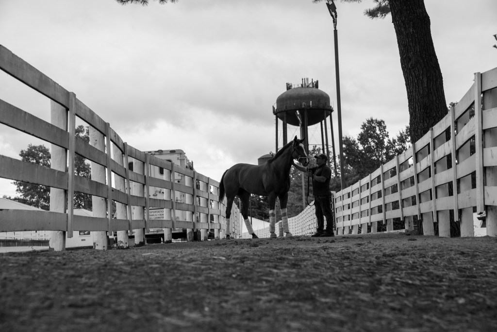 What is Breezing in Horse Racing? - Tropical Racing